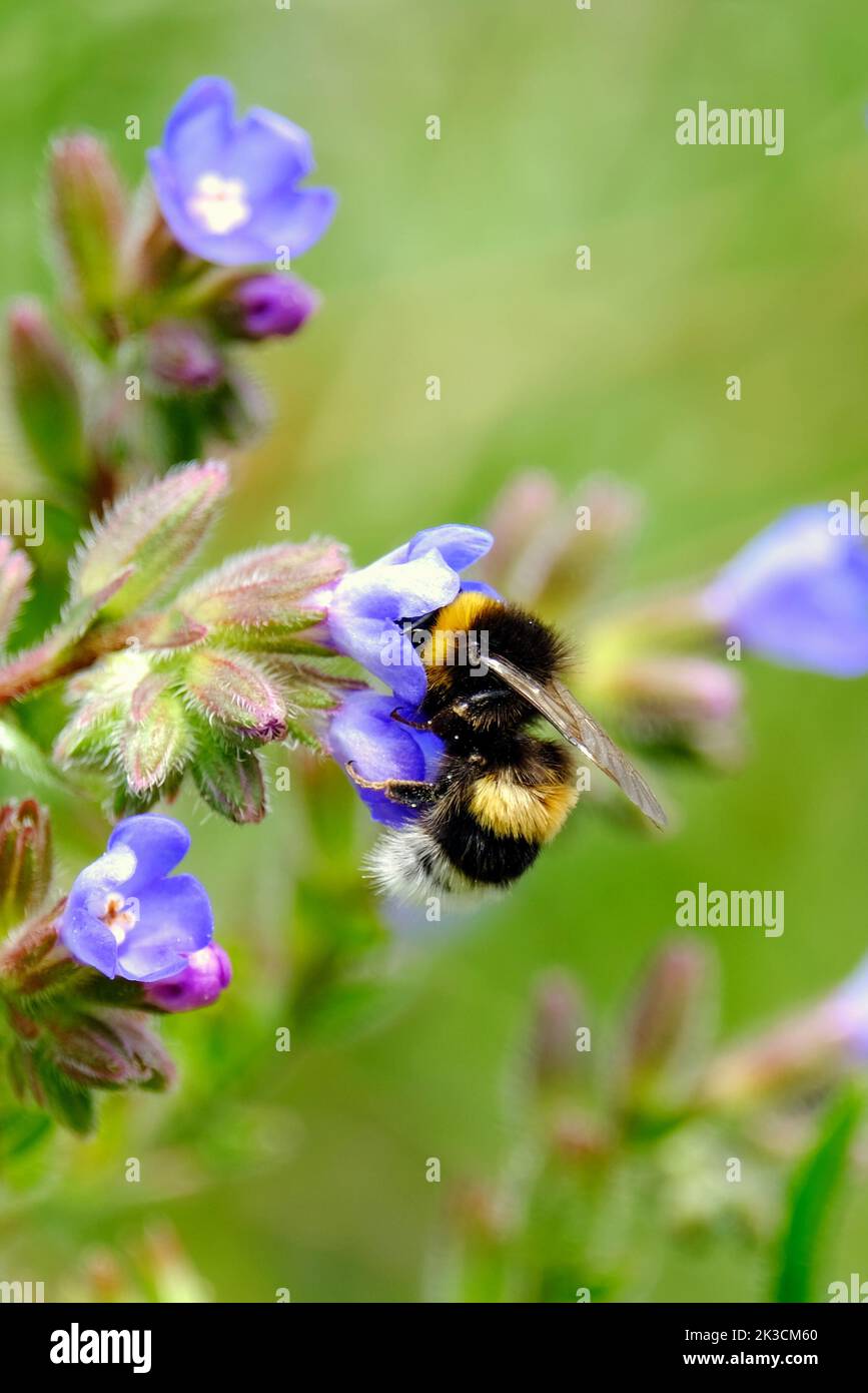 Macro bee on lilac flower hi-res stock photography and images - Alamy