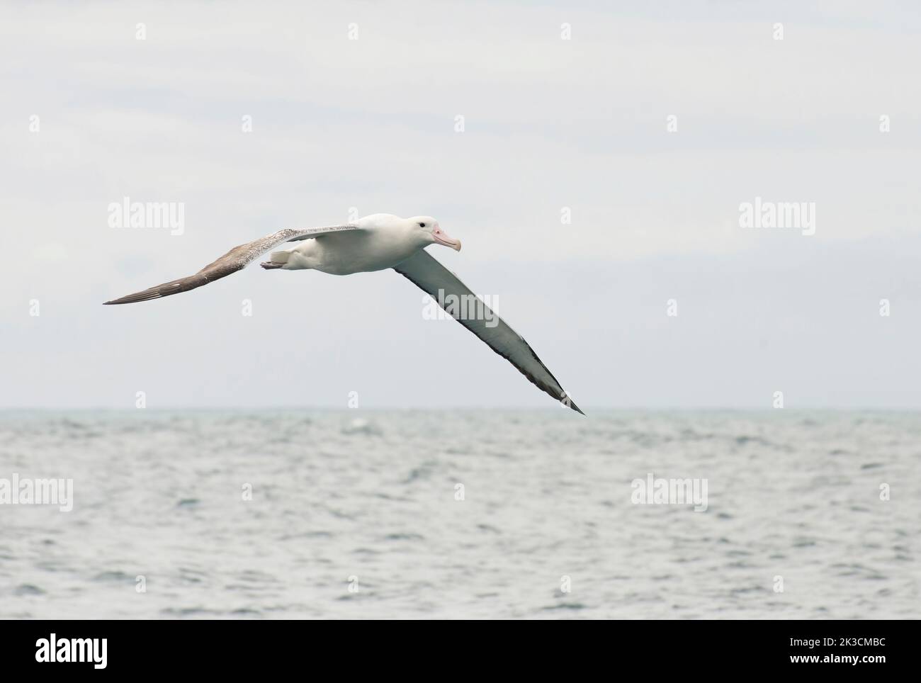 Southern royal albatross or toroa (Diameda sanfordi) in flight Stock ...