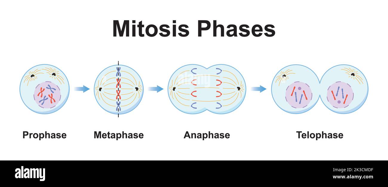 Scientific Designing of Mitosis Phases (Cell Division). Colorful ...