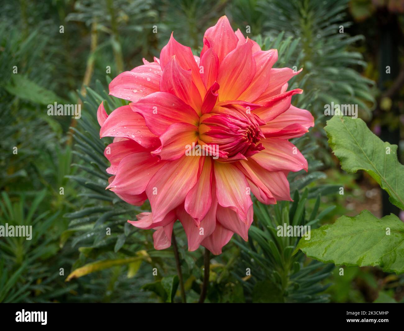 Dahlia dinner-plate variety, "Islander"; an impressive giant bloom at ...