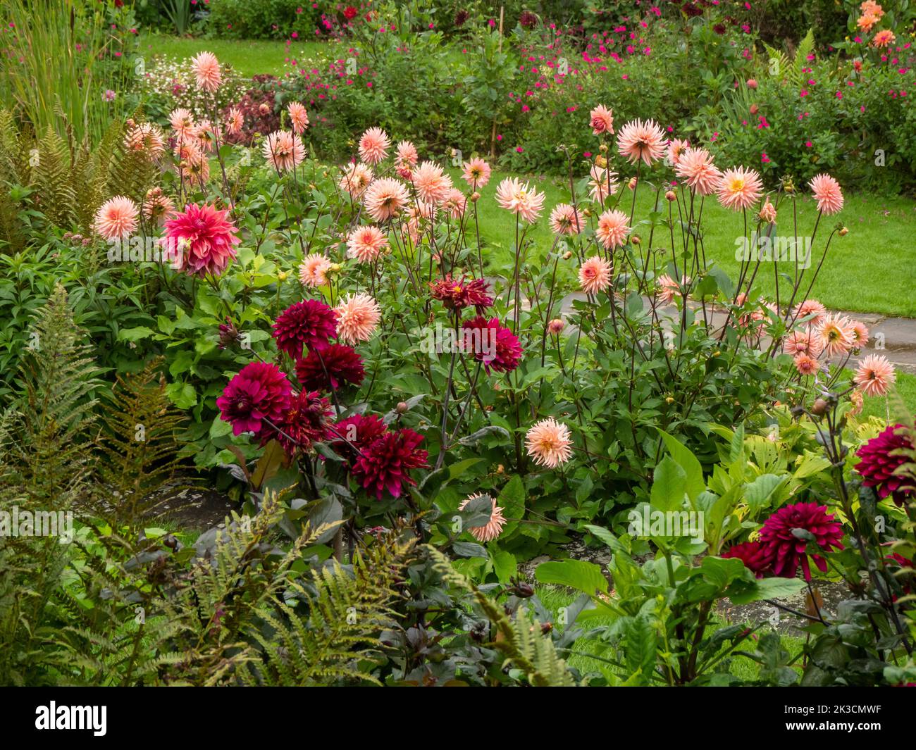 Dahlia borders in the Chenies Manor Sunken garden in September. Pastel ...