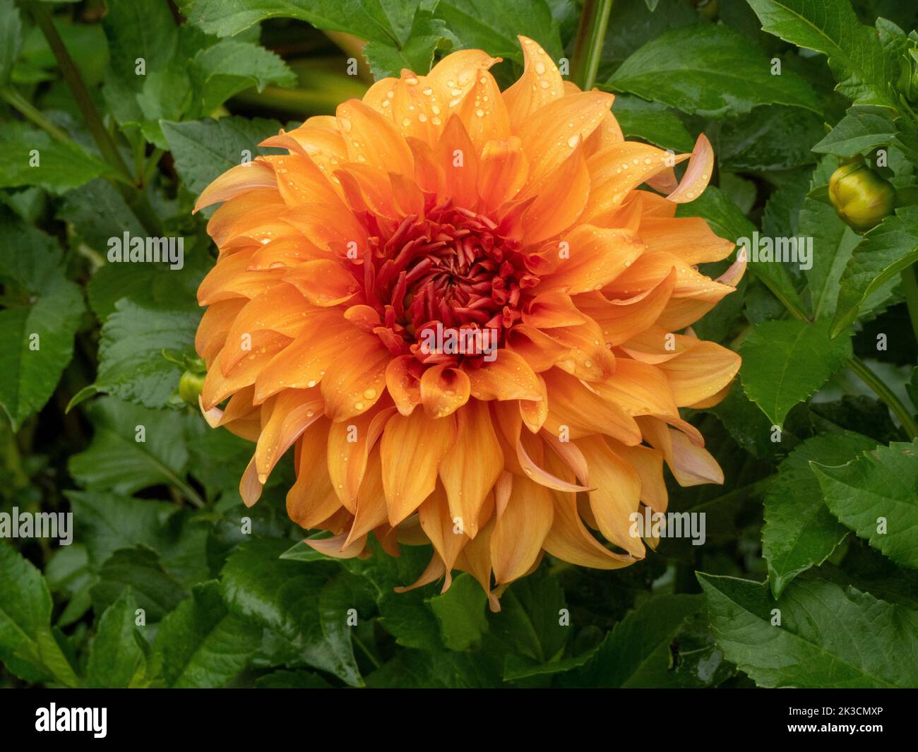 Dahlia great hercules hi-res stock photography and images - Alamy