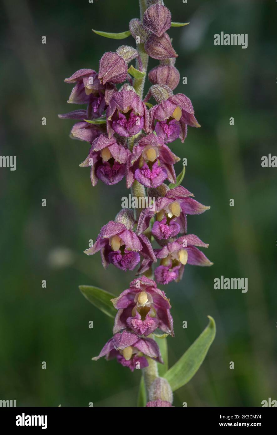 Dark-red Helleborine, Epipactis atrorubens, in flower on limestone ...