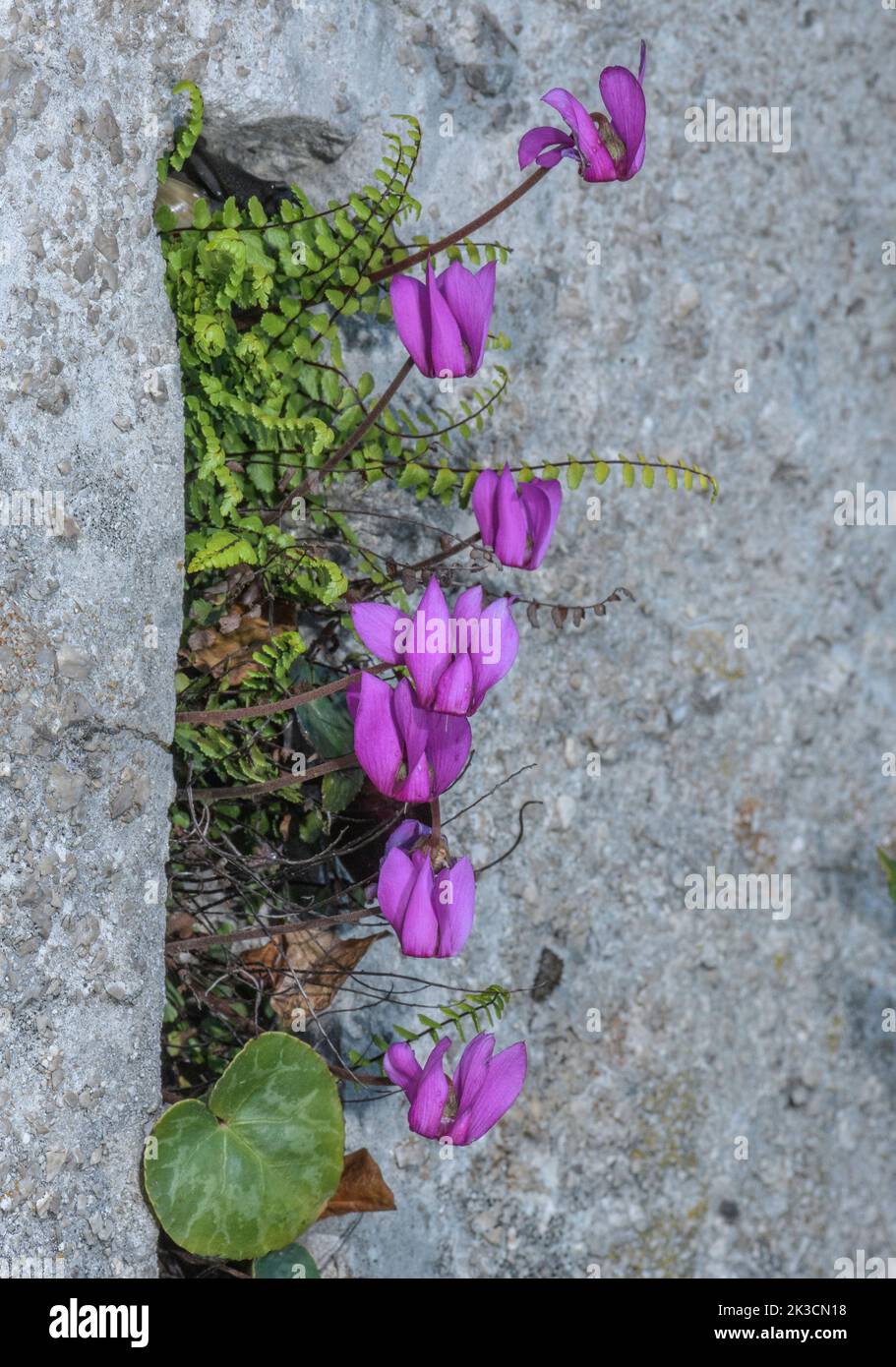 Alpine cyclamen, Cyclamen purpurascens, in flower on limestone slope in ...