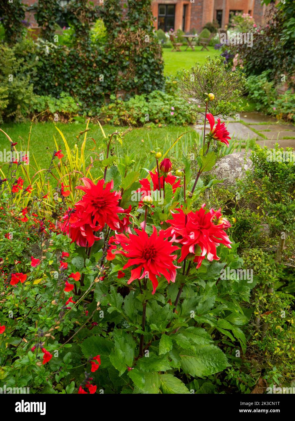 Chenies Mnor Sunken garden,with red dahlias, "Red Labyrinth" and "Happy ...