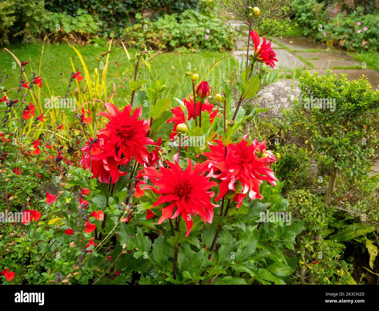 Chenies Mnor Sunken garden,with red dahlias, "Red Labyrinth" and "Happy ...