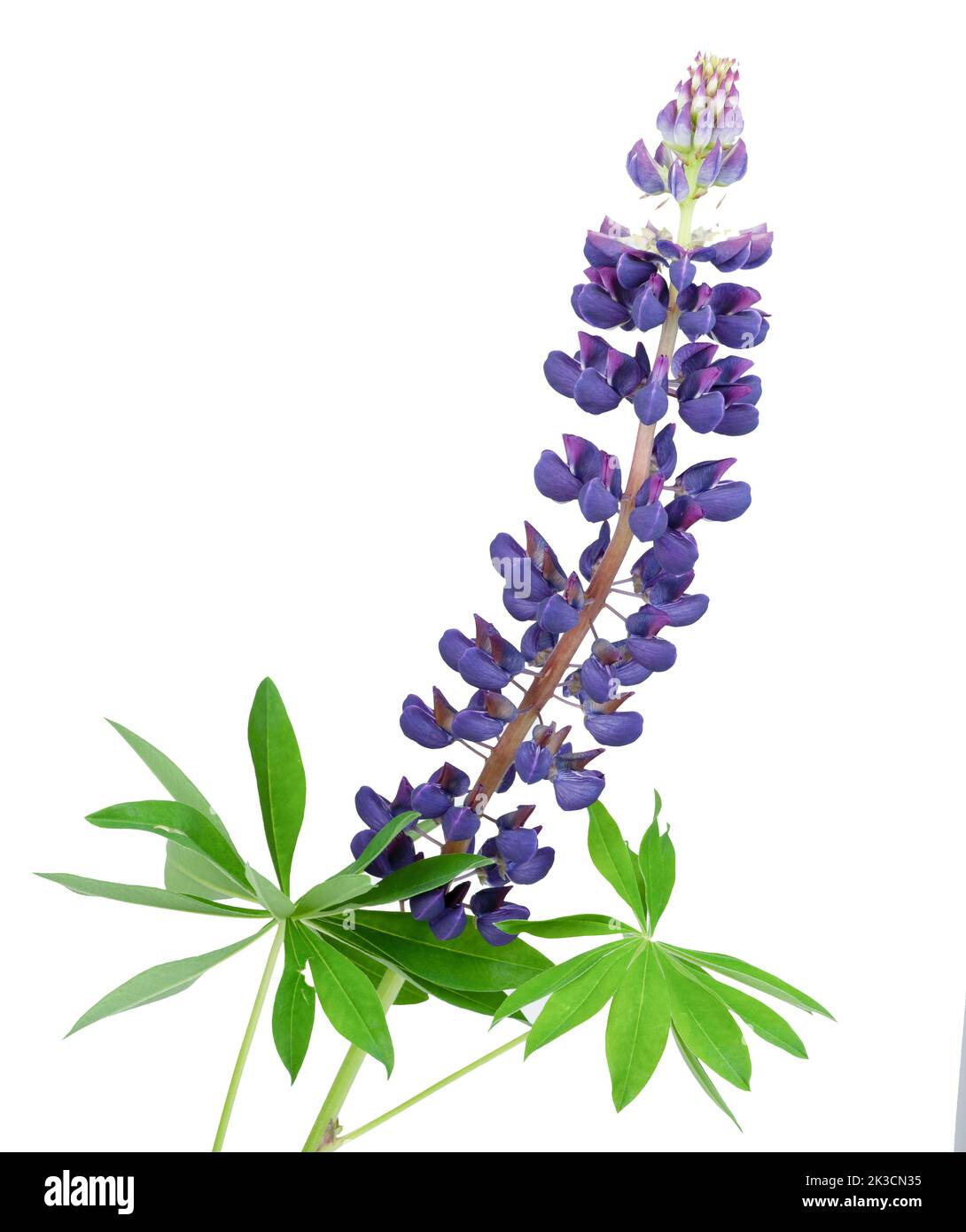 Purple lupine isolated. Summer field wild flower. Leaves. Stem and ...