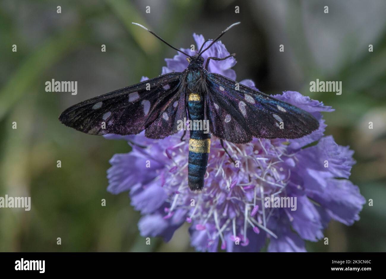 Nine spotted moth, Amata phegea, (formerly Syntomis phegea), on flower ...