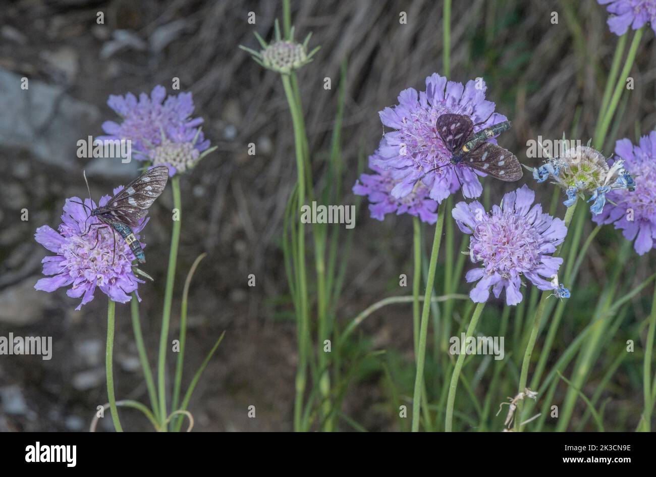 Spotted moths hi-res stock photography and images - Alamy