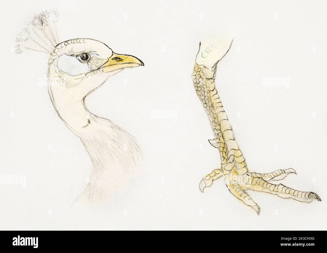 Kop en poot van een pauw (1873–1917) print in high resolution by Theo ...