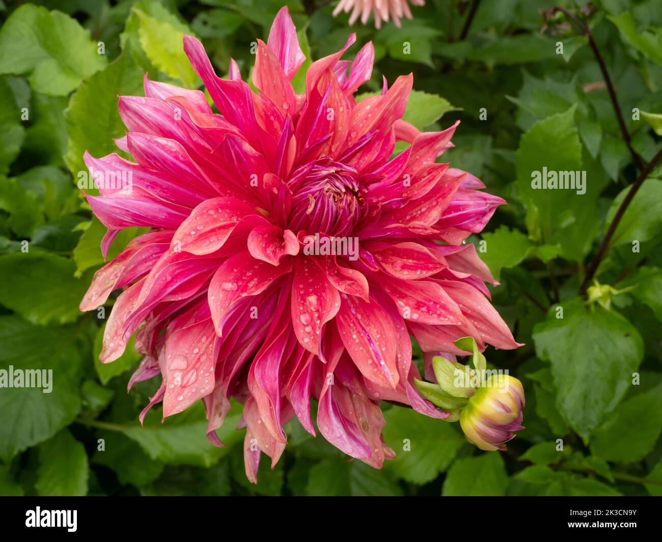 Dahlia "Penhill Dark Monarch" with raindrops, at Chenies Manor garden ...