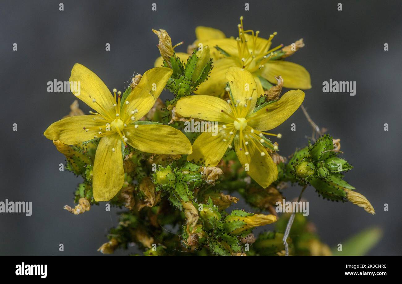 Pale st johns wort hi-res stock photography and images - Alamy