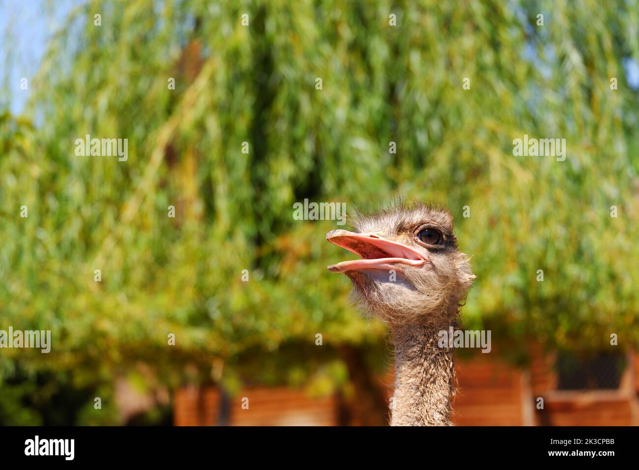Head and long neck of Ostrich animal outdoor in a sunny day with green ...