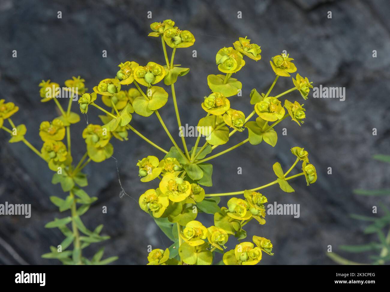 Leafy spurge hi-res stock photography and images - Alamy