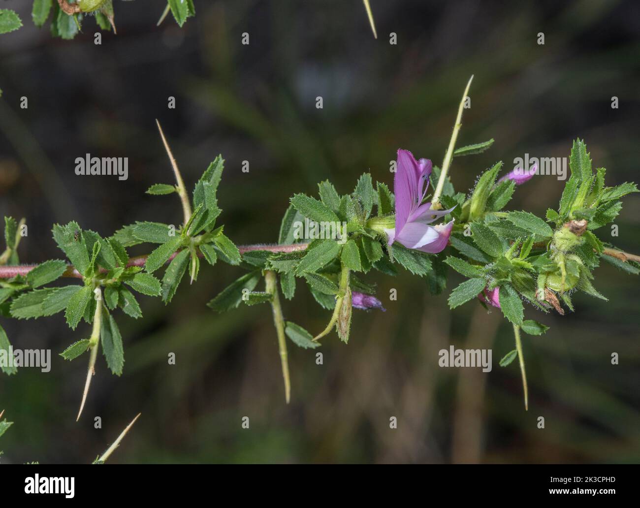 Spiny rest-harrow, Ononis spinosa in flower, showing spines Stock Photo ...