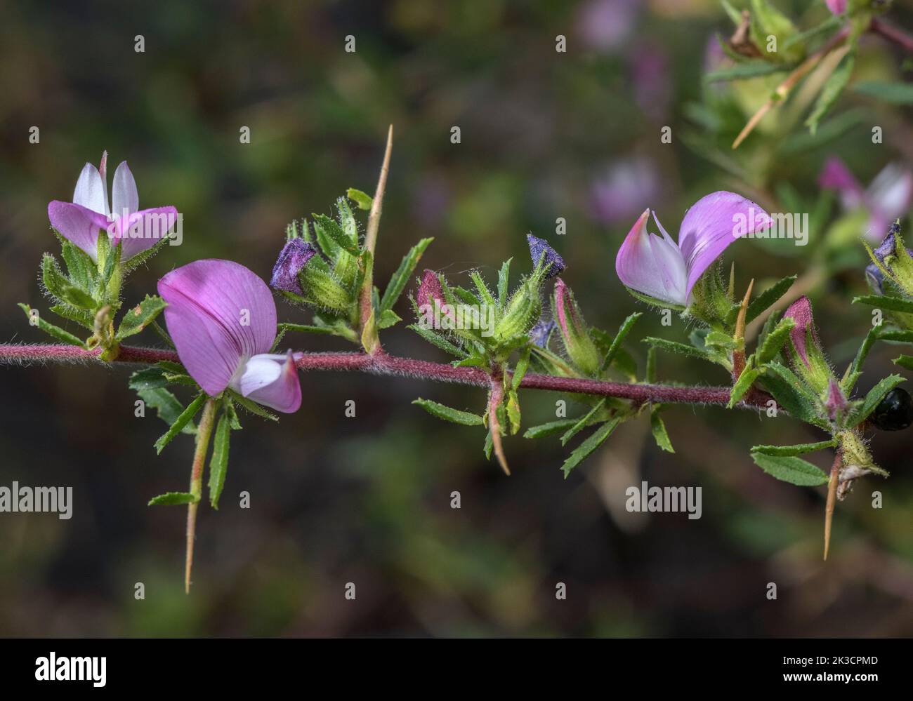 Spiny rest-harrow, Ononis spinosa in flower, showing spines Stock Photo ...