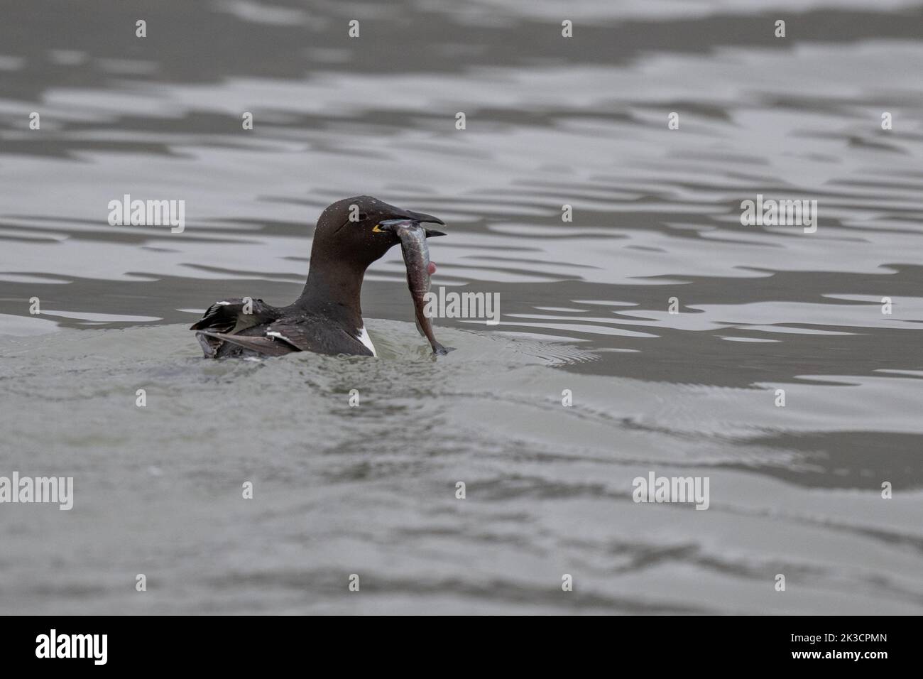 A bird carrying a fish while swimming in the water in Svalbard, Norway ...