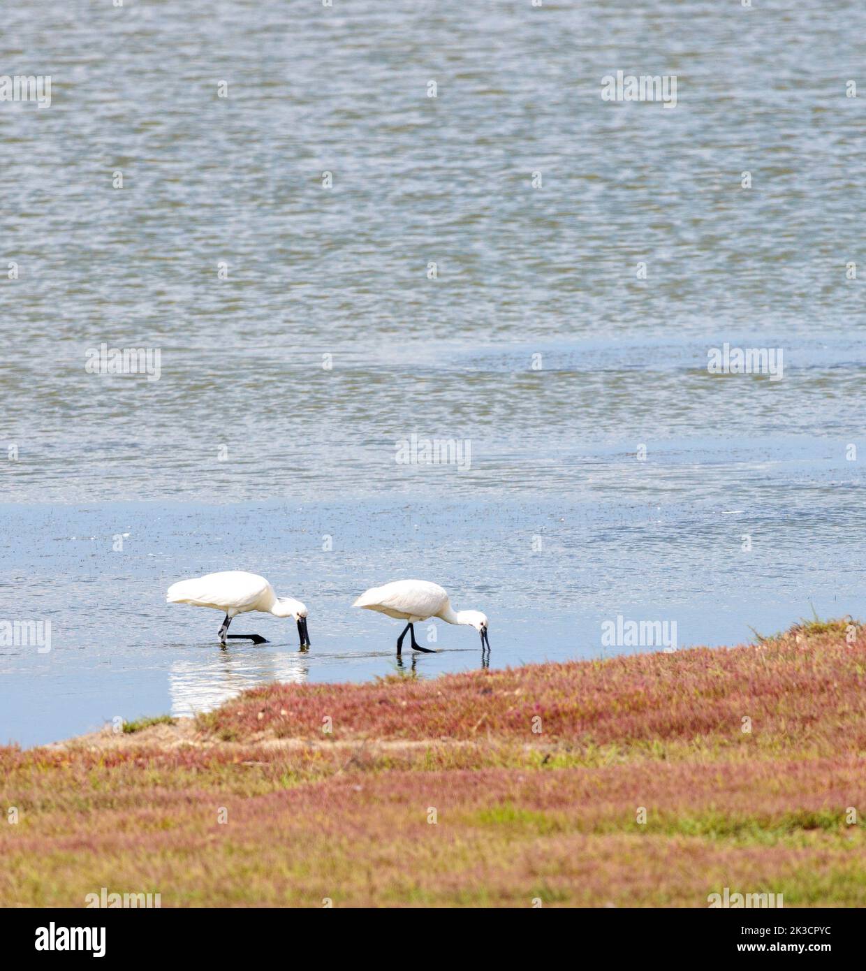 A pair of great egrets finding food in the water Stock Photo - Alamy