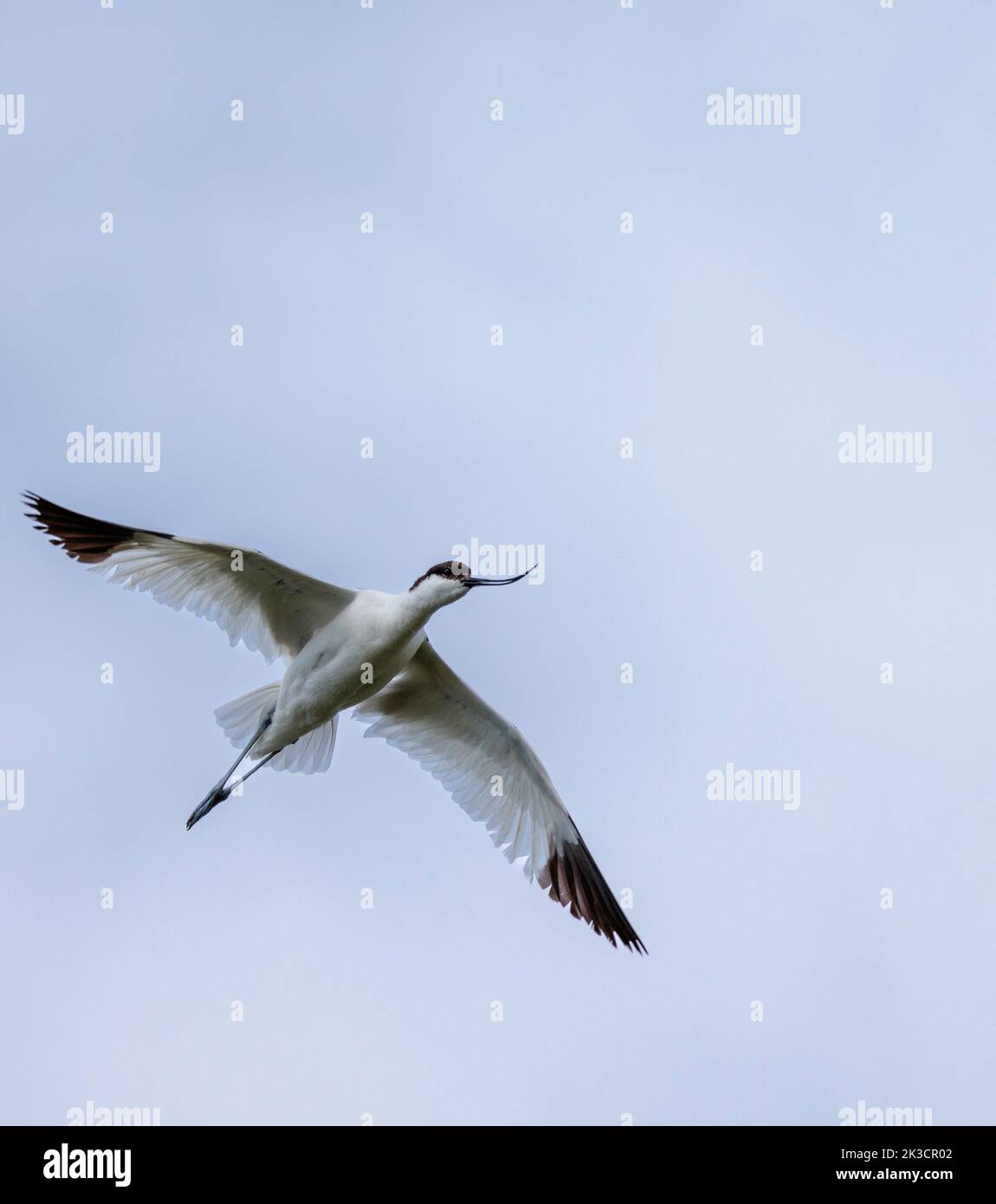 A vertical shot of a pied avocet bird in flight Stock Photo - Alamy