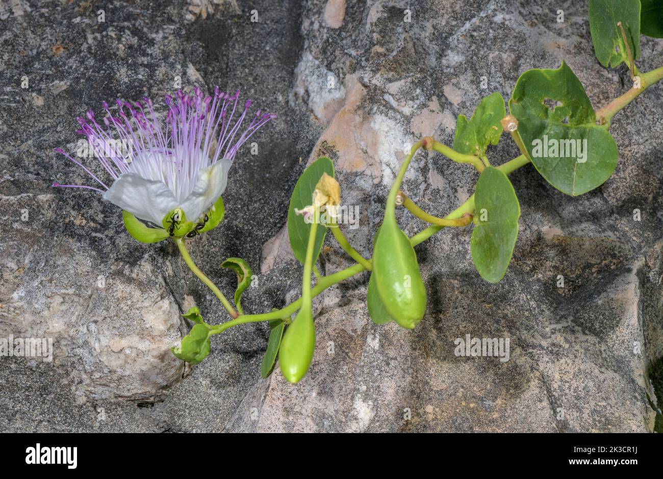 Cappero comune hi-res stock photography and images - Alamy