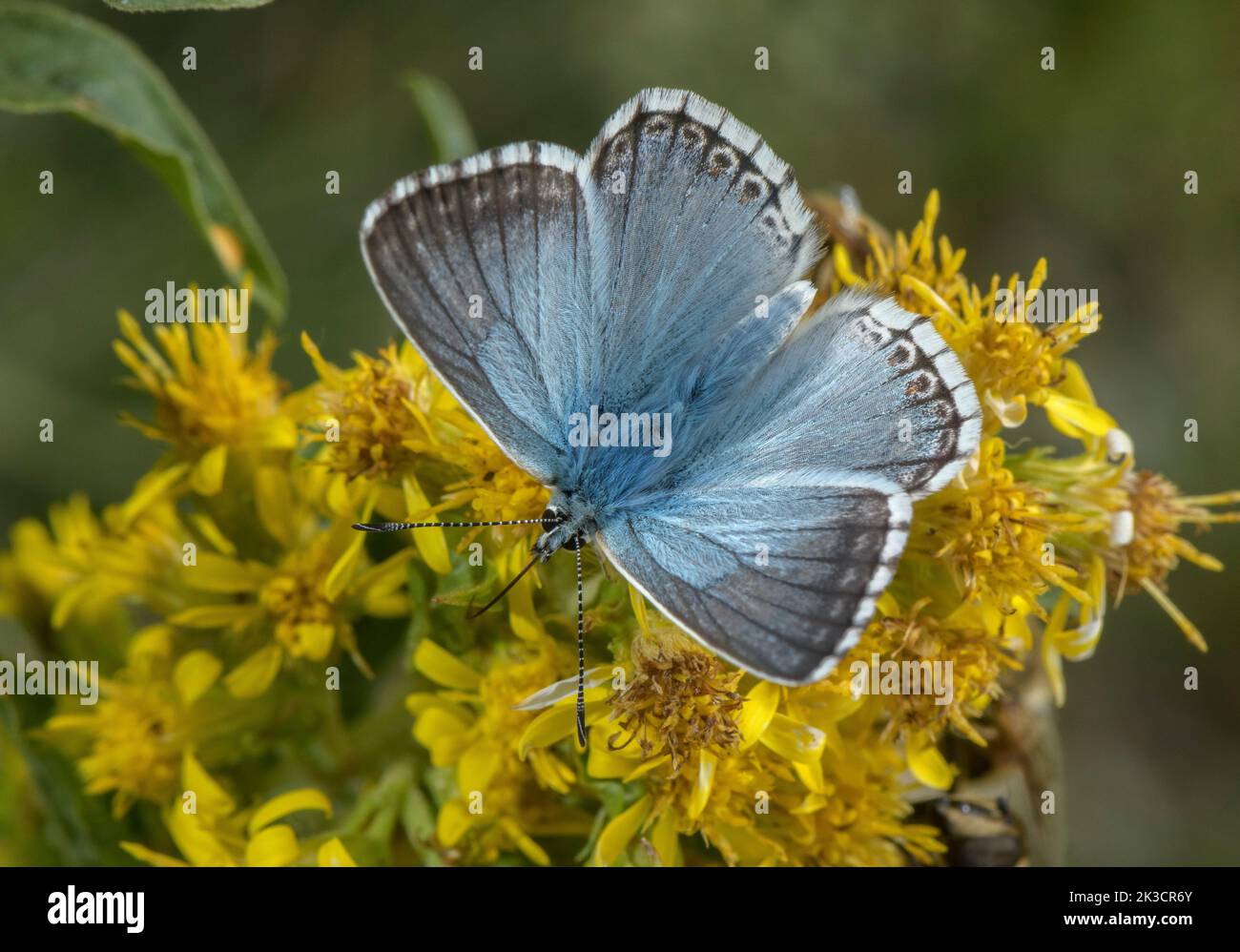 Male Chalk-hill blue, Polyommatus coridon, feeding on Golden Rod ...