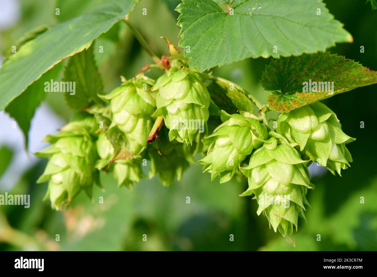 A closeup of Cascade plants growing in a sunlight Stock Photo - Alamy