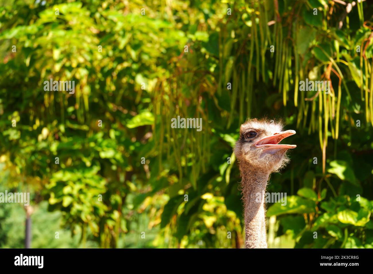 Head and long neck of Ostrich animal outdoor in a sunny day with green ...