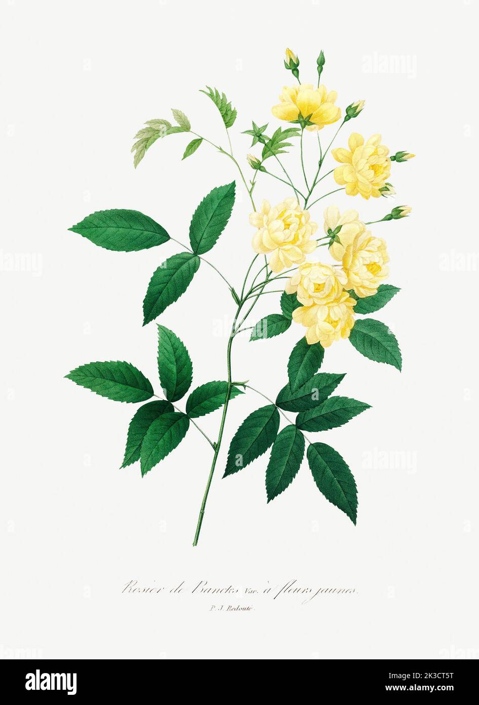 Rawpixel botanical illustration hi-res stock photography and images - Alamy