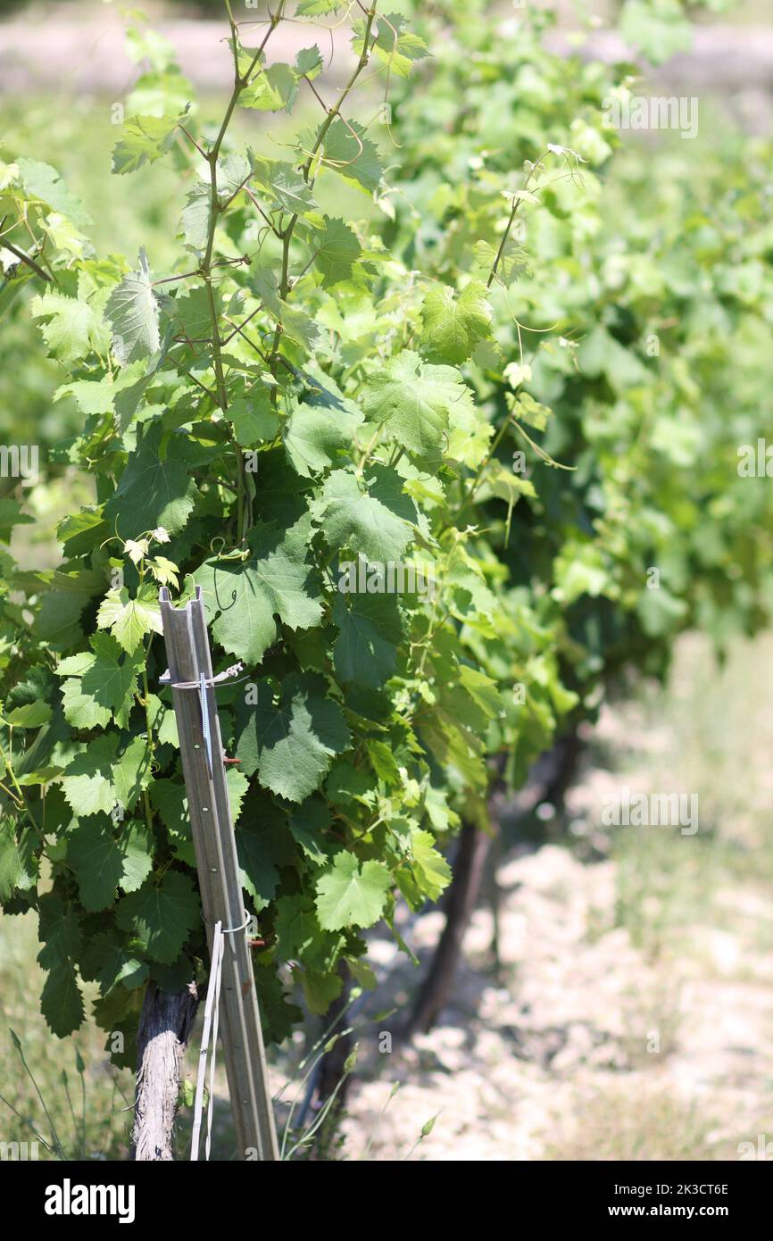 A vertical shot of a vineyard under the rays of the sun Stock Photo - Alamy