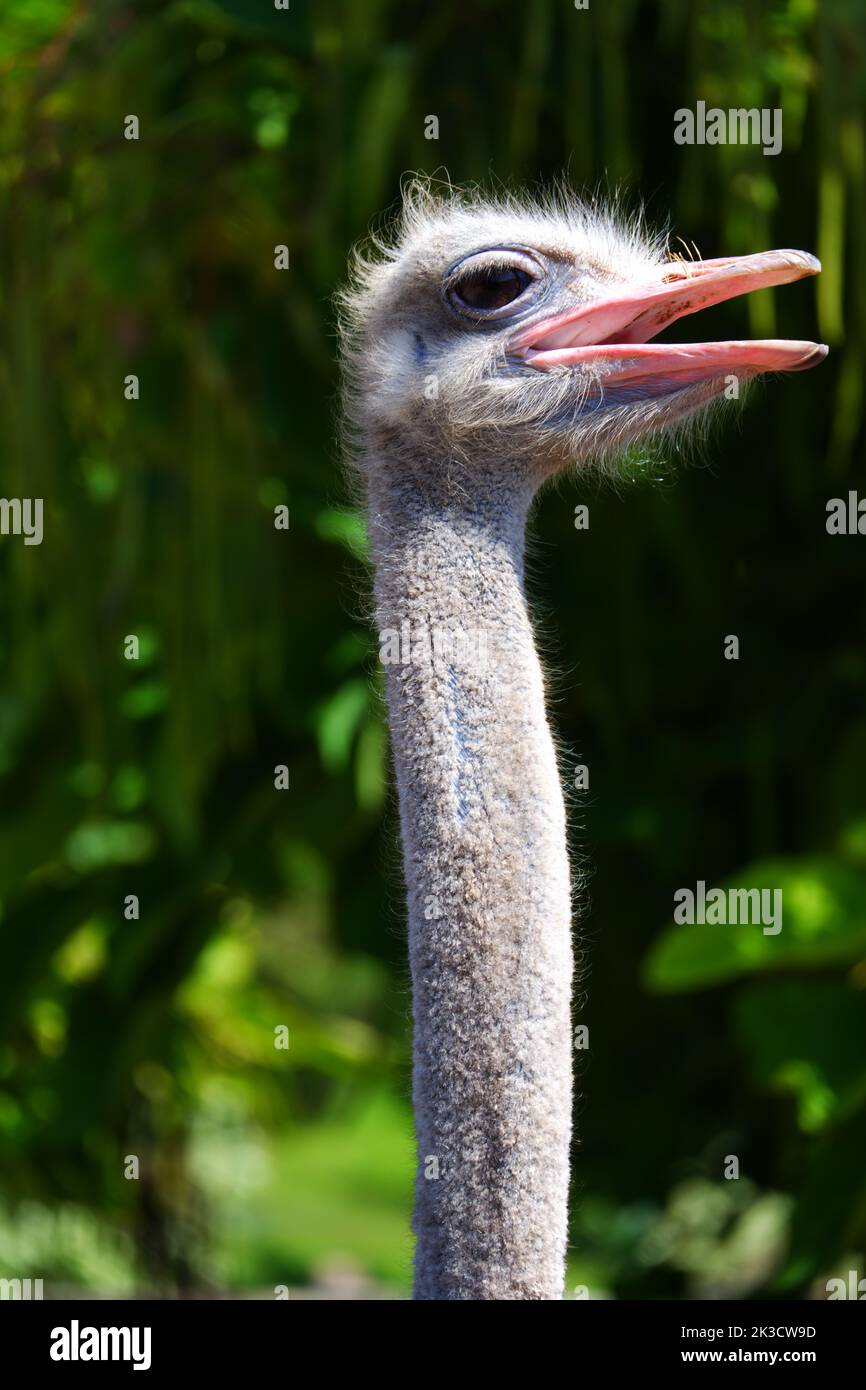 Head and long neck of Ostrich animal outdoor in a sunny day with green ...