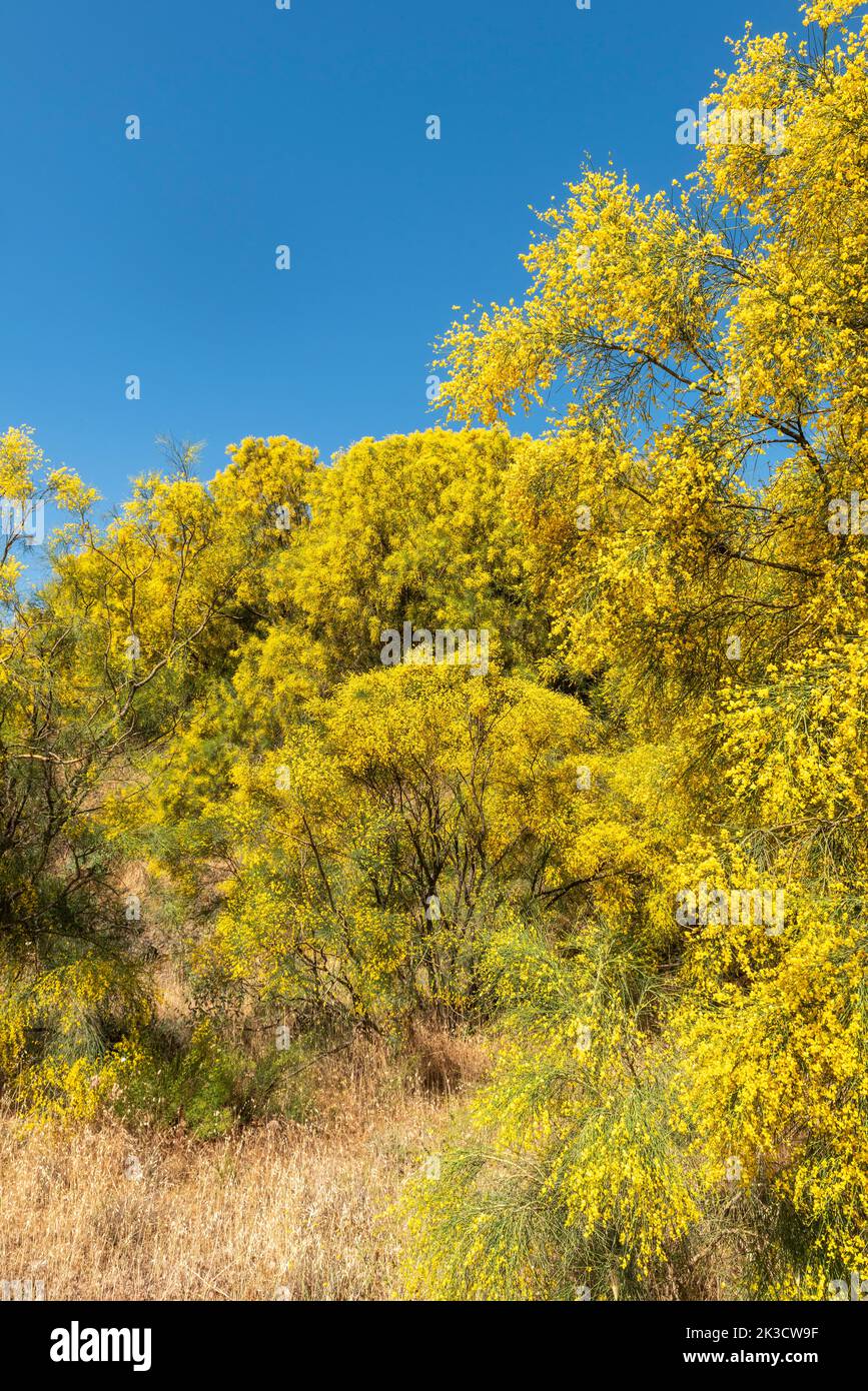 The Mount Etna broom (Genista aetnensis) in flower, a spectacular sight ...