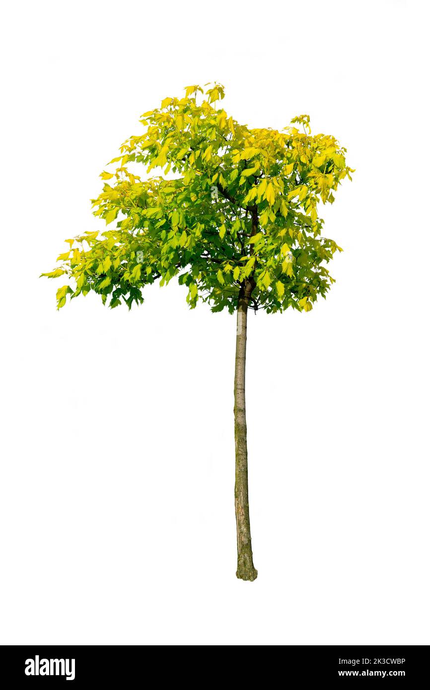 Decorative young tree isolated on white background Stock Photo - Alamy