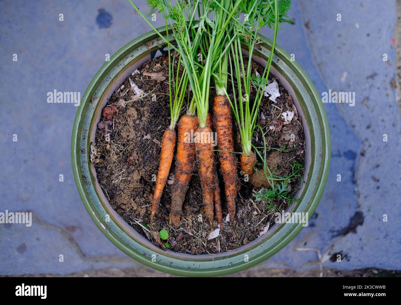 Growing carrots bucket hi-res stock photography and images - Alamy
