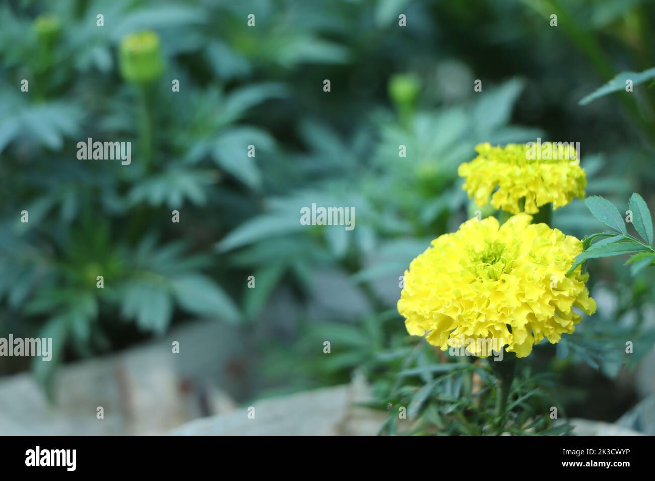 Yellow marigold flower growing in garden, copy space to add text Stock ...
