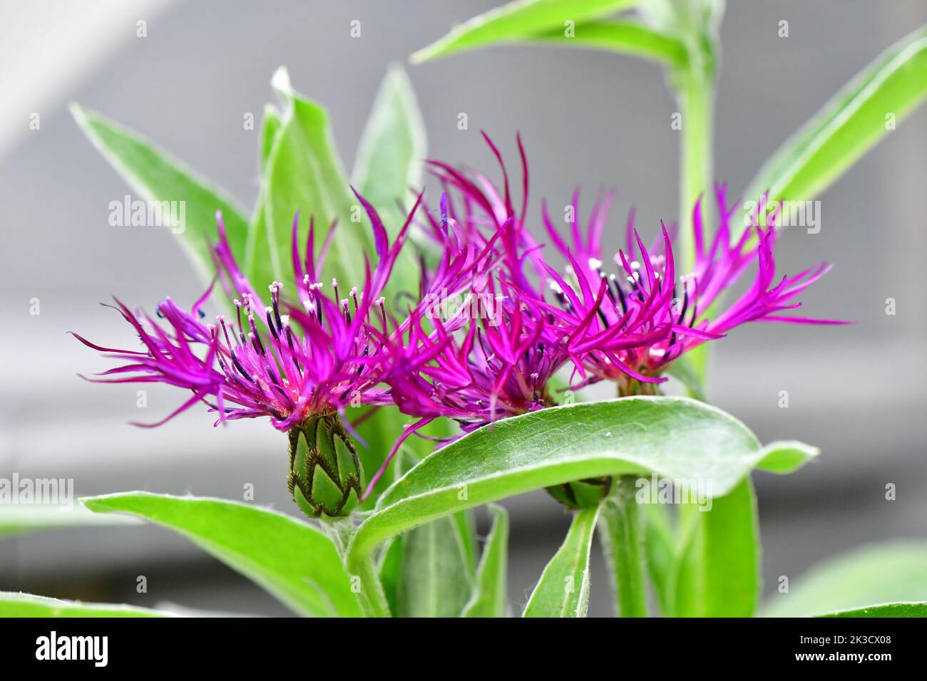 A closeup of Mountain bluet plants growing in a green shrub Stock Photo ...