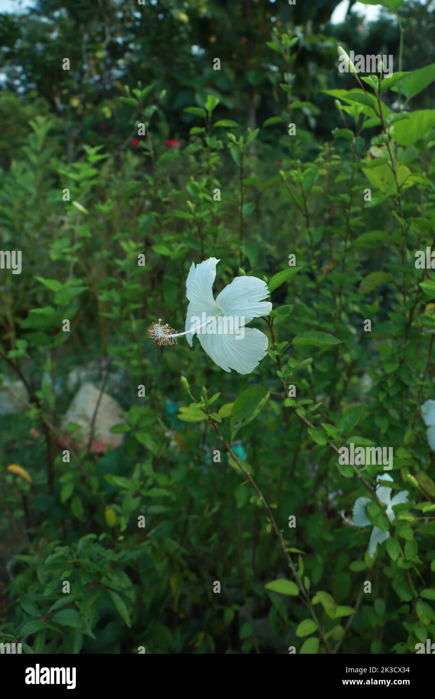 White Chinese hibiscus. Hibiscus flower at beautiful in the nature ...