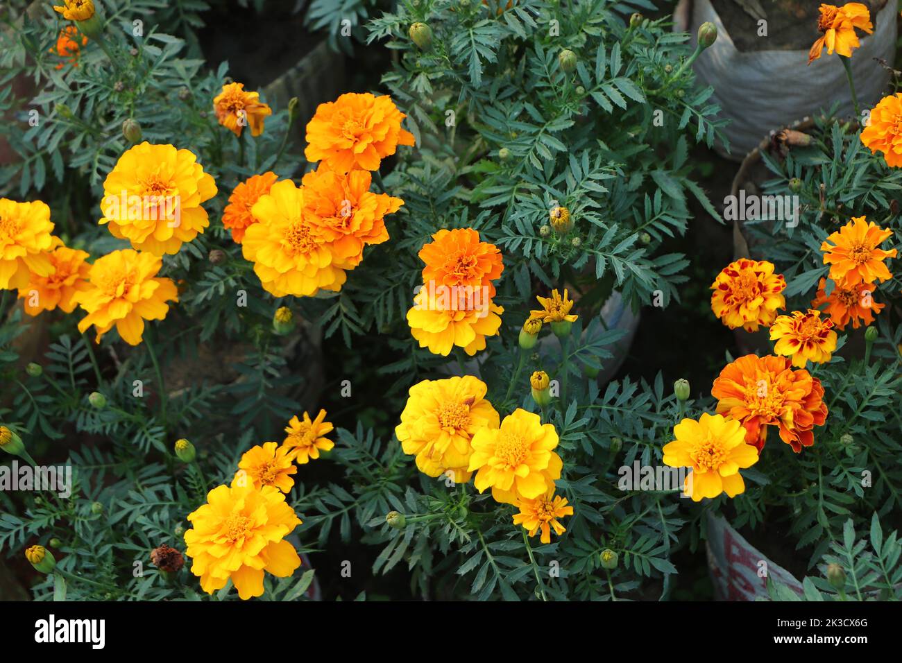 Yellow and red marigold flower texture background Stock Photo - Alamy