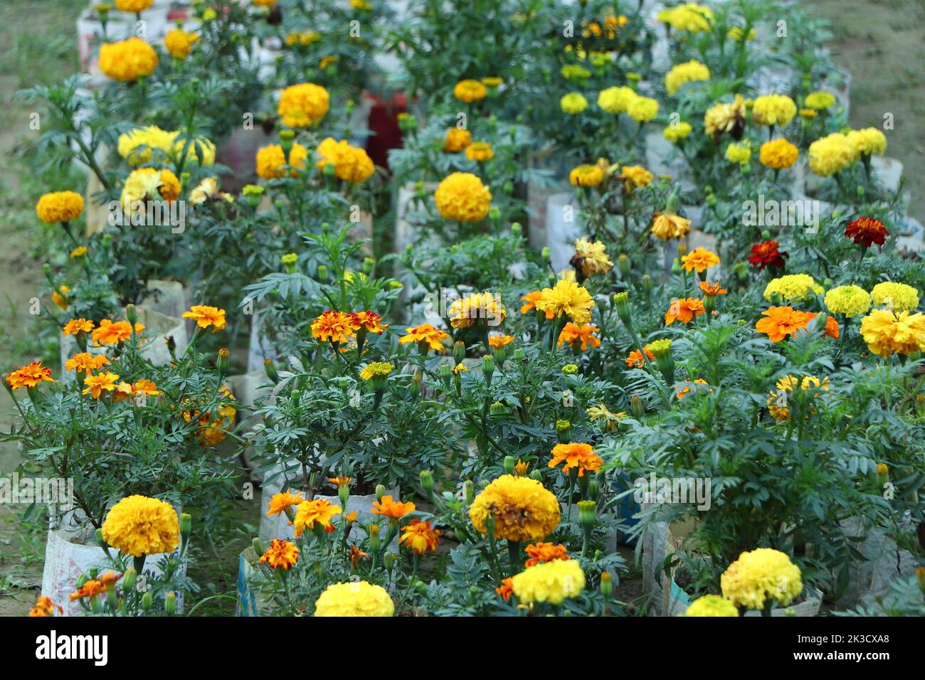 Marigolds (Tagetes erecta, Mexican marigold, Aztec marigold, African ...