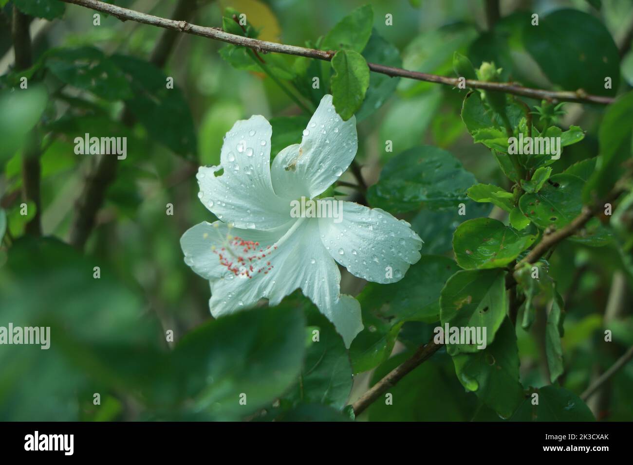 Hibiscus rosa-sinensis or is a genus of flowering plants in the mallow ...