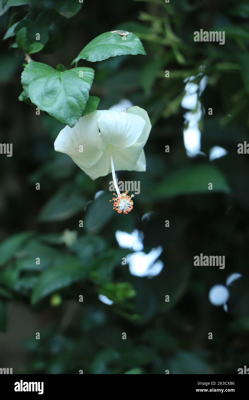 Hibiscus rosa-sinensis or is a genus of flowering plants in the mallow ...