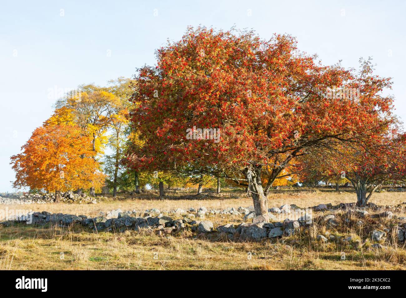 Rowan Trees with autumn colors in the meadow Stock Photo - Alamy