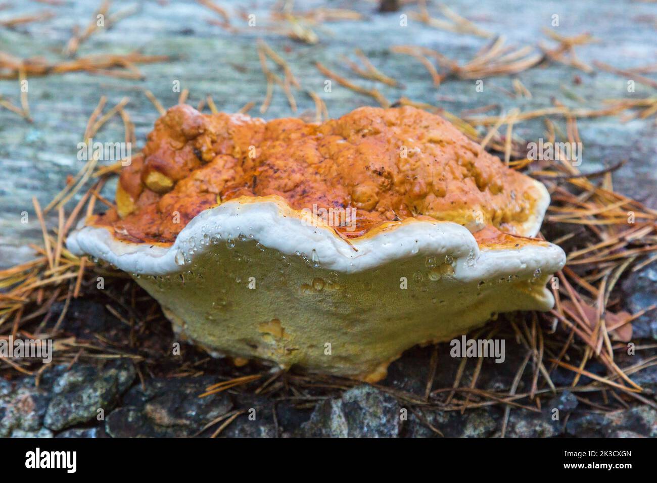 Bracket fungi log tree woodland hi-res stock photography and images - Alamy