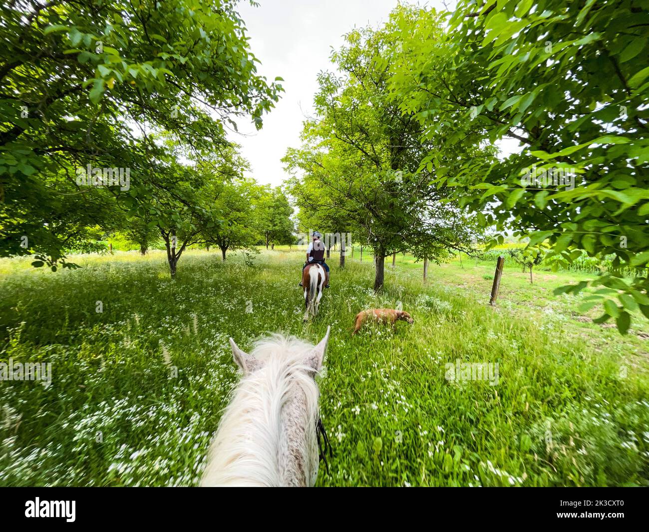 A point-of-view shot of a person riding a horse on a trail through a ...