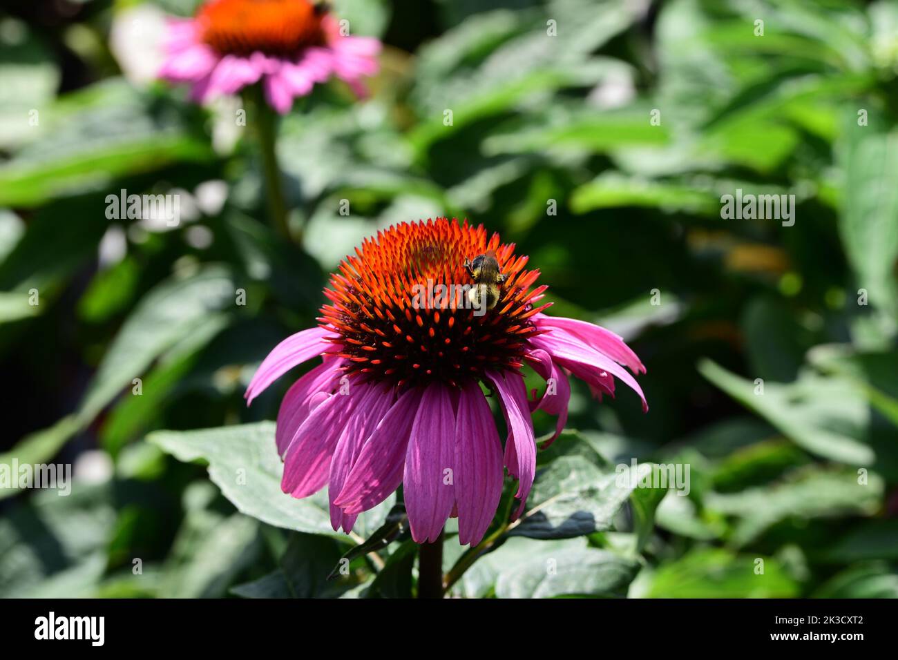 A closeup shot of a bee pollinating a bright purple coneflower Stock ...