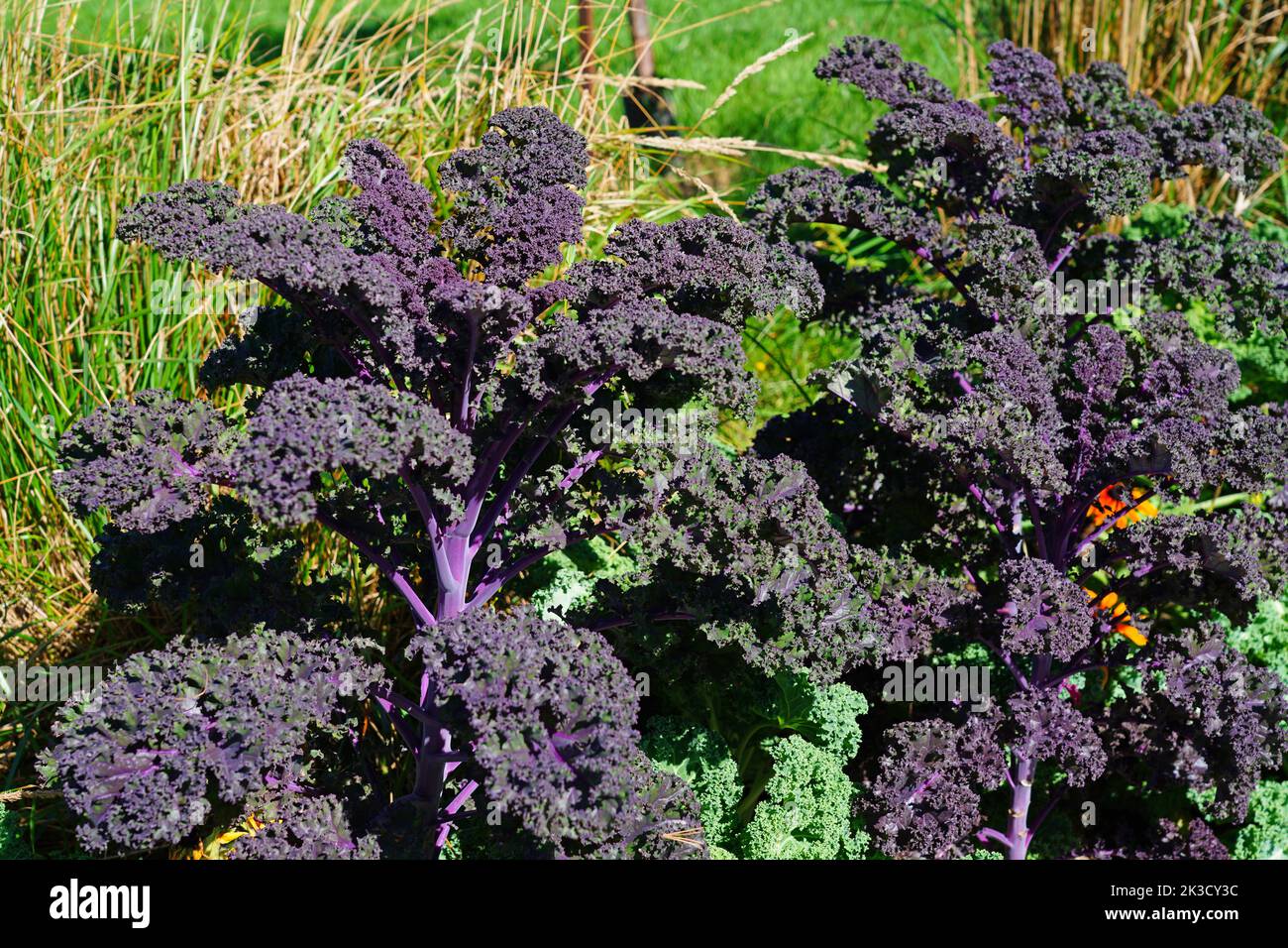 Purple kale growing in the vegetable garden Stock Photo - Alamy