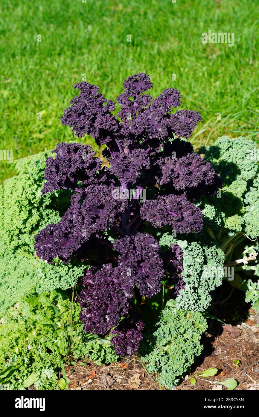 Purple kale growing in the vegetable garden Stock Photo - Alamy
