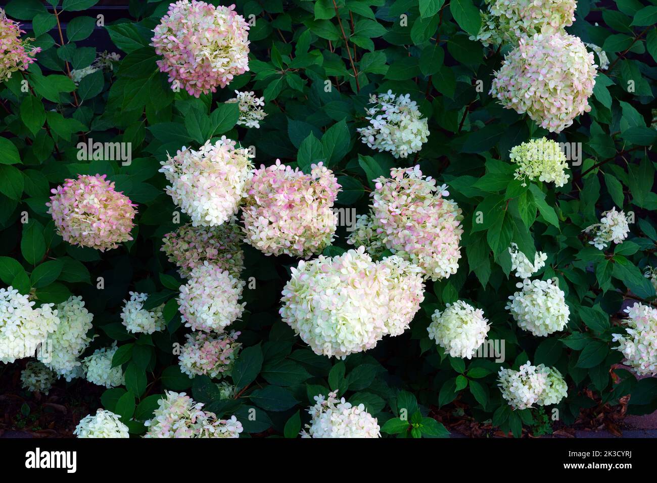 White heads of weeping hydrangea paniculata flowers Stock Photo - Alamy