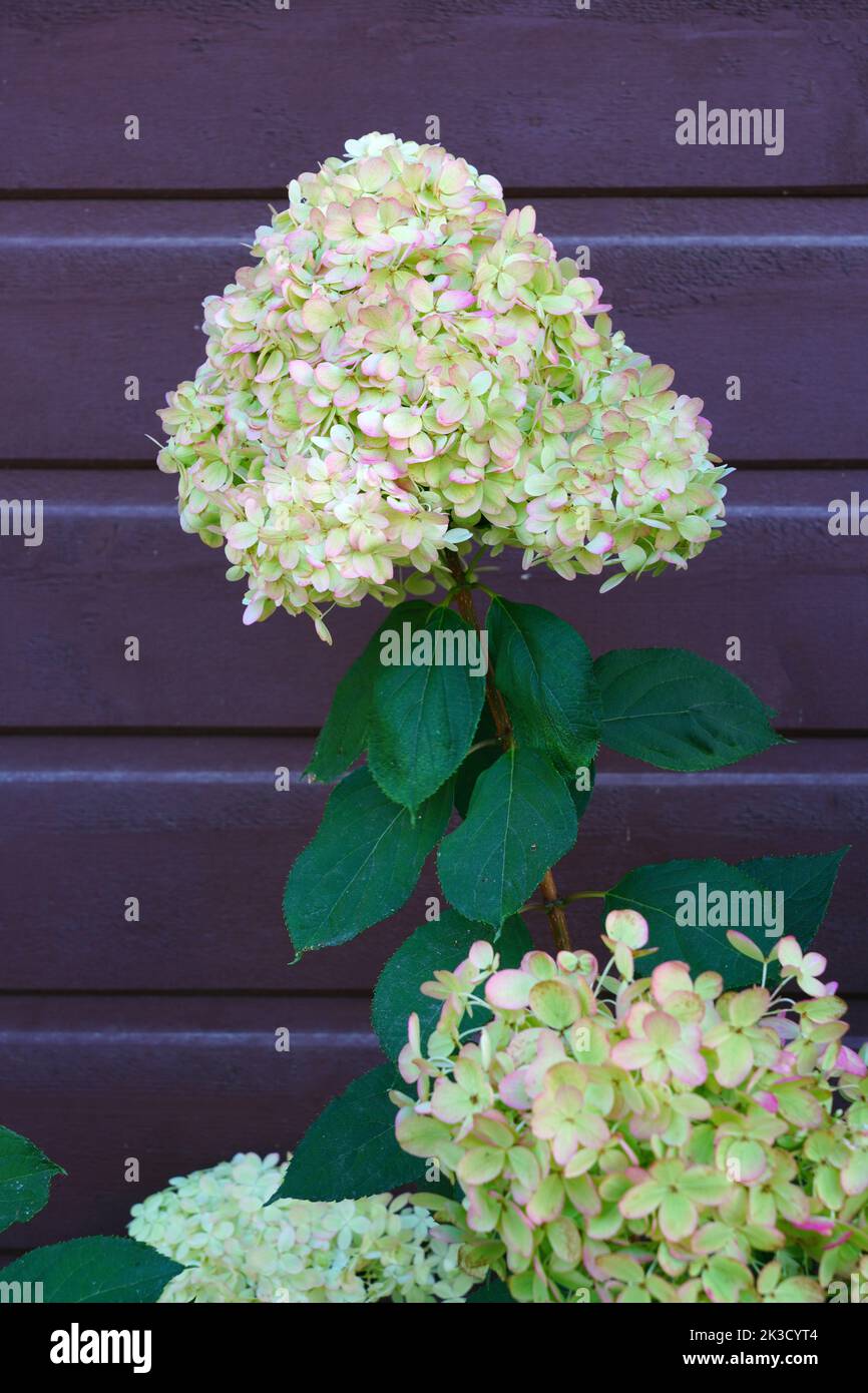 White heads of weeping hydrangea paniculata flowers Stock Photo - Alamy