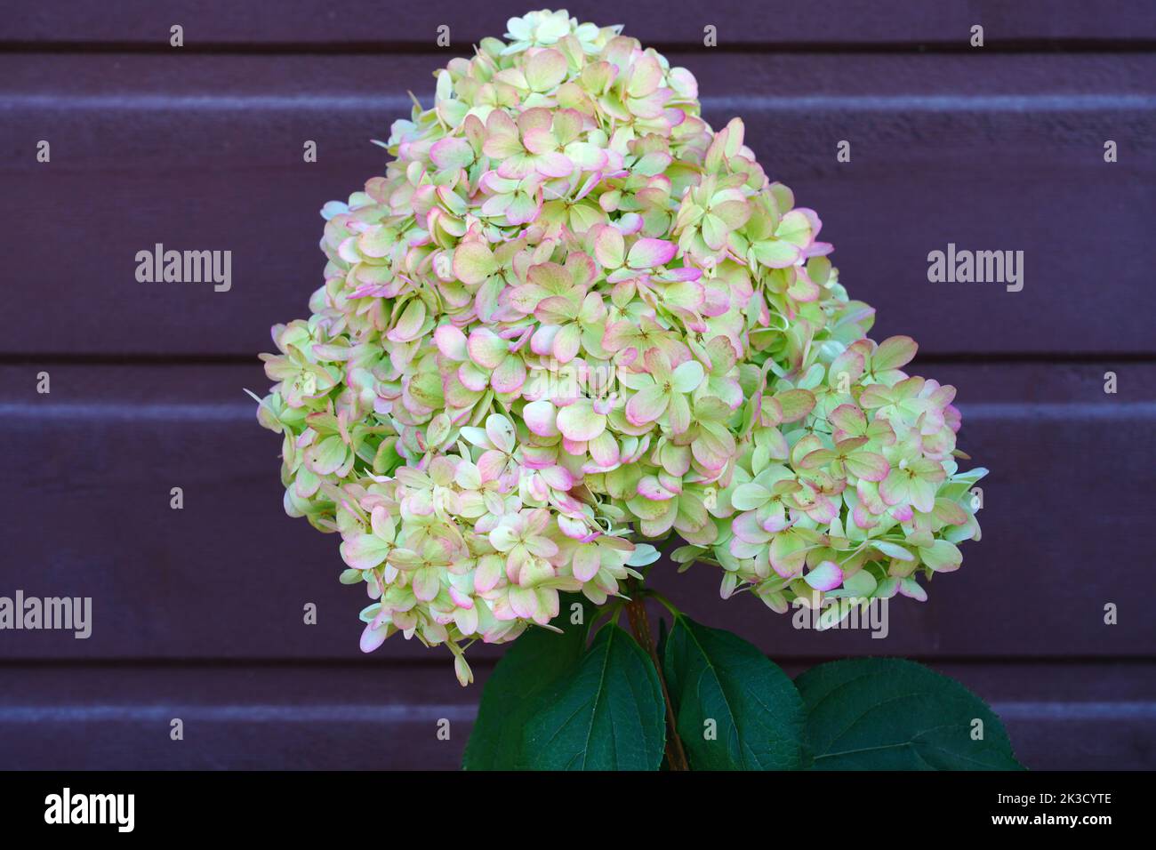 White heads of weeping hydrangea paniculata flowers Stock Photo - Alamy