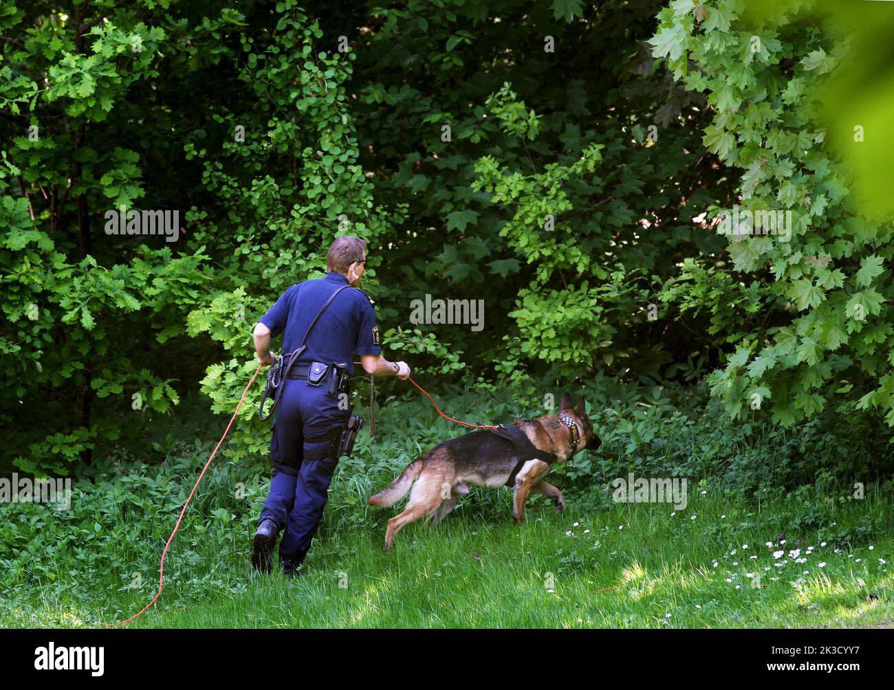 Police officer and a police dog Stock Photo - Alamy
